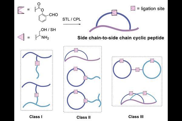 Peptide ligation strategy unlocks diverse range of structural motifs ...